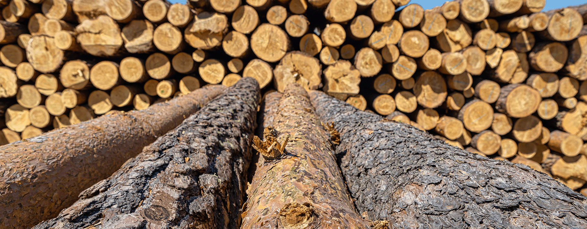 Wood Processing Sector - Densit